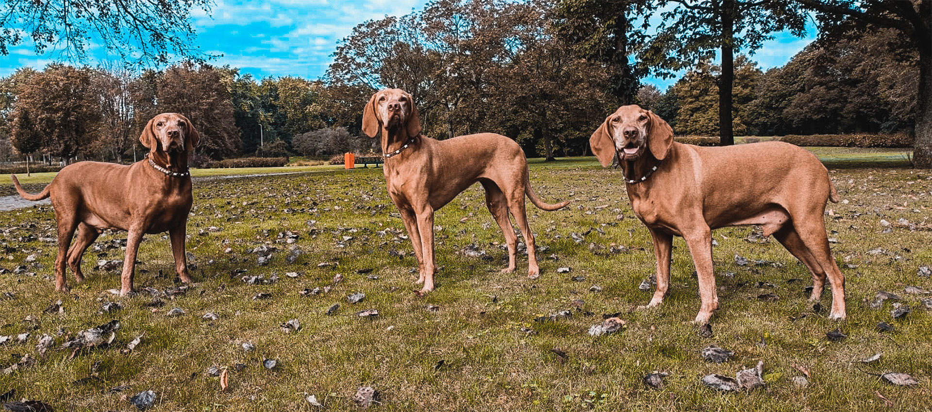 Projecten - Vizsla Rescue NL EU
