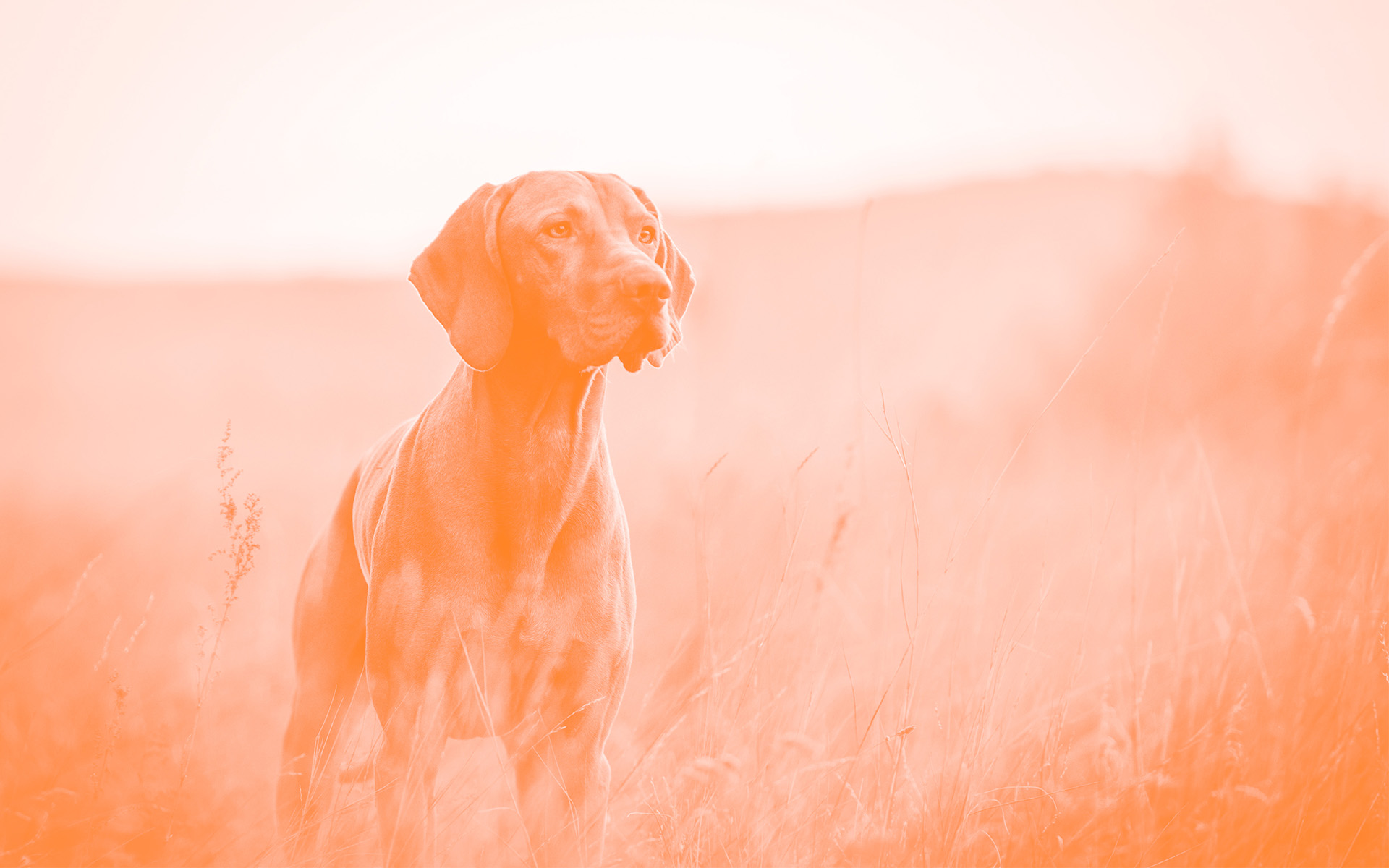 ANBI - Beleidsplan - Vizsla Rescue NL EU